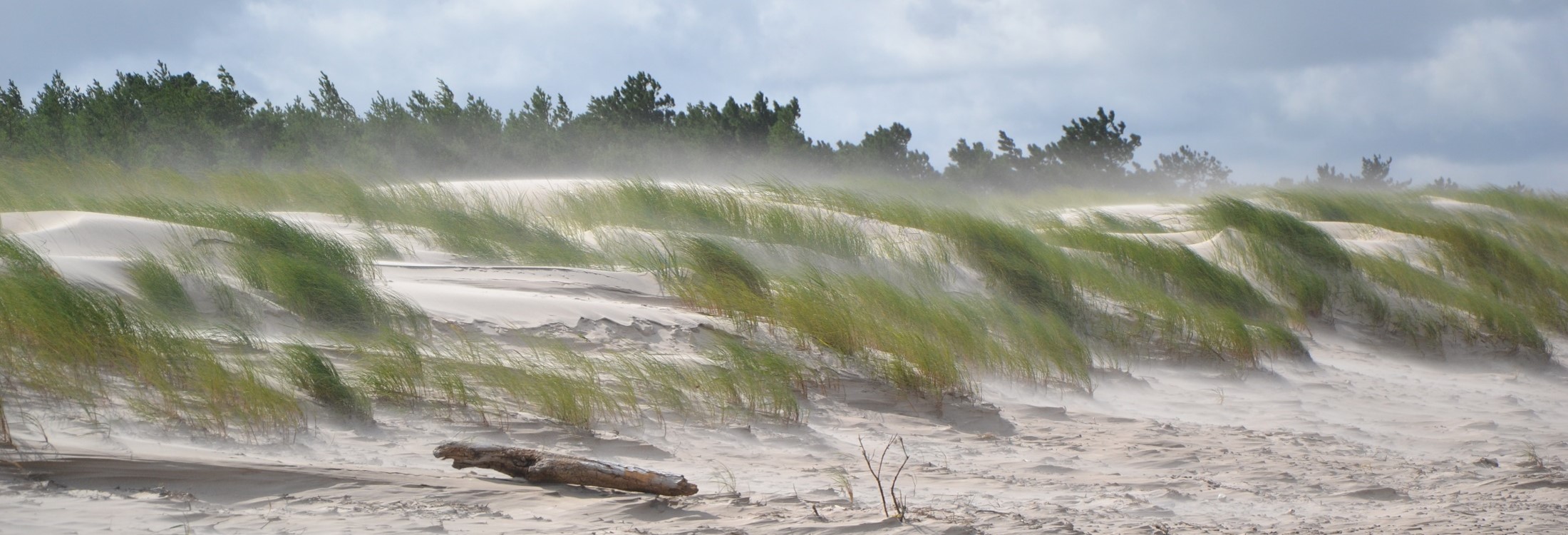 Research | Beach and Dune Systems Laboratory