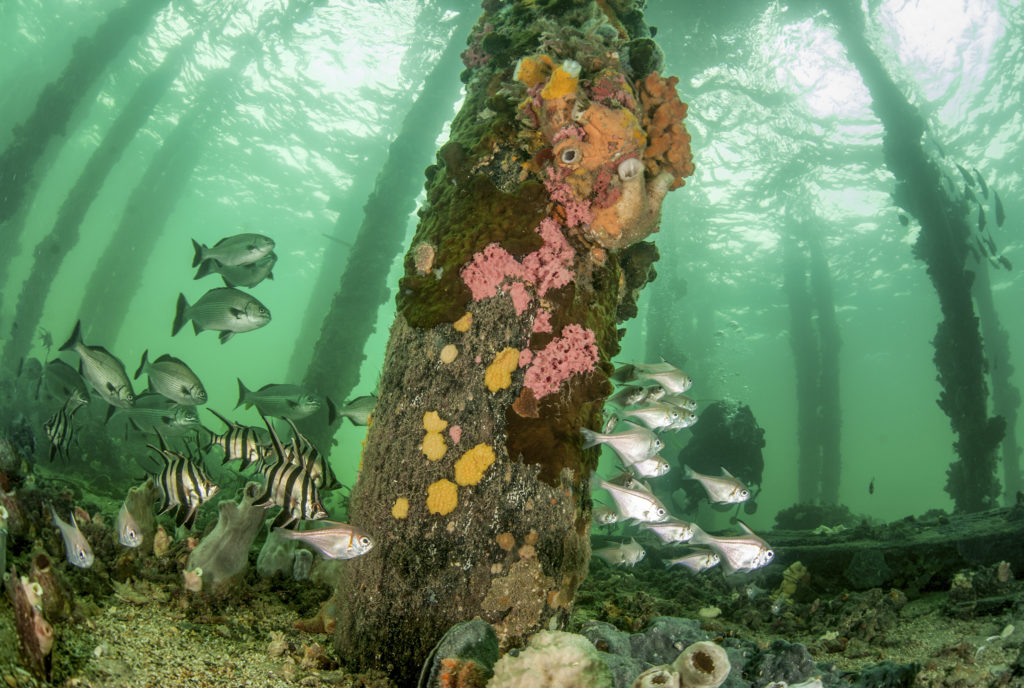 Marine and Coastal Research Consortium