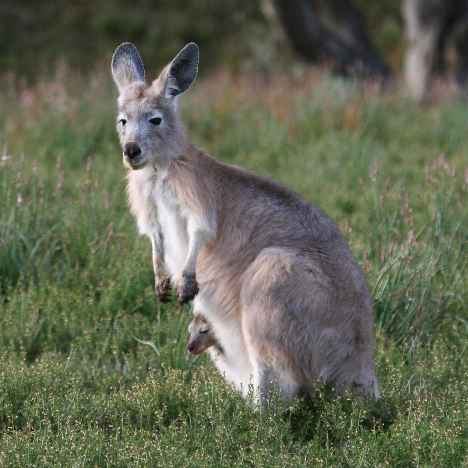 Marsupials | VAMP