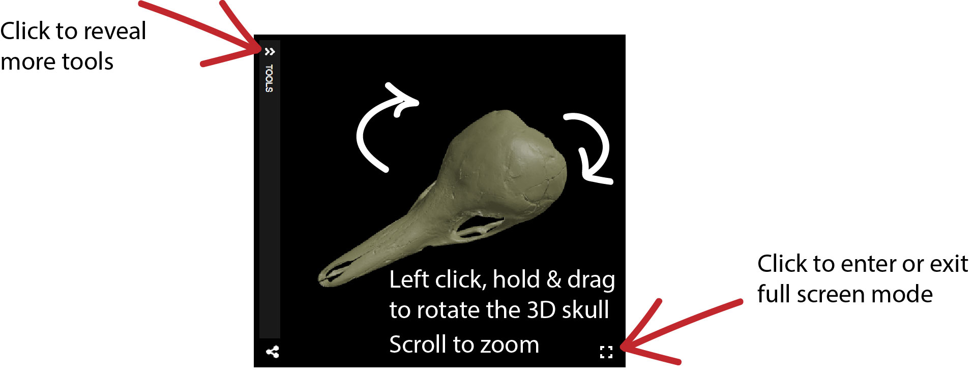 View 3D fossils | VAMP