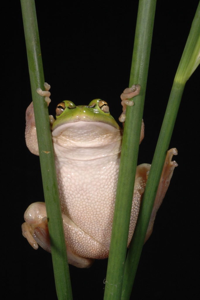 Amphibians | VAMP