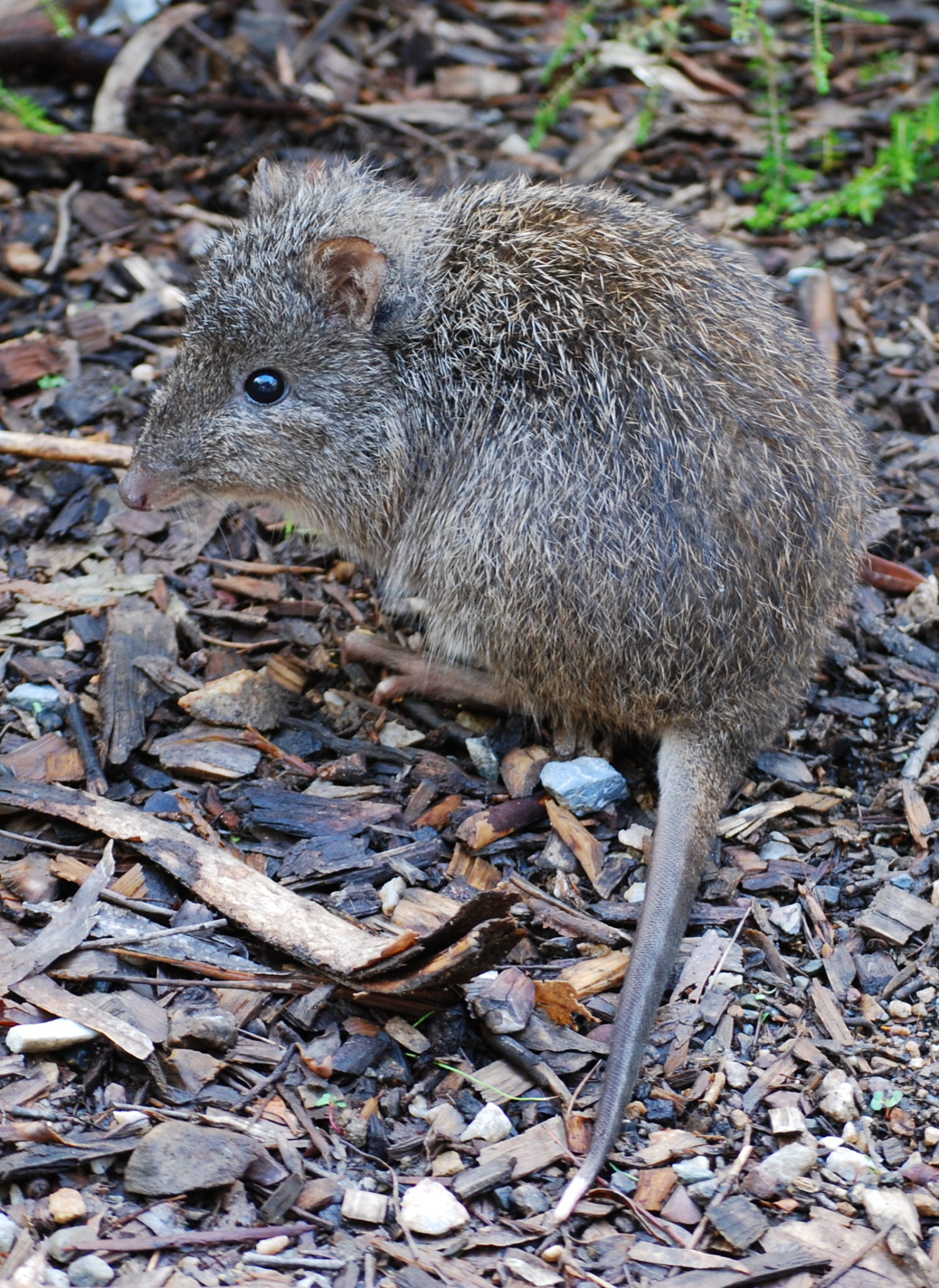 Potoroidae family (bettongs, potoroos, rat-kangaroos) | VAMP