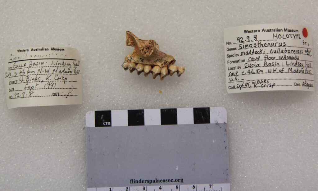 Simosthenurus maddocki | VAMP