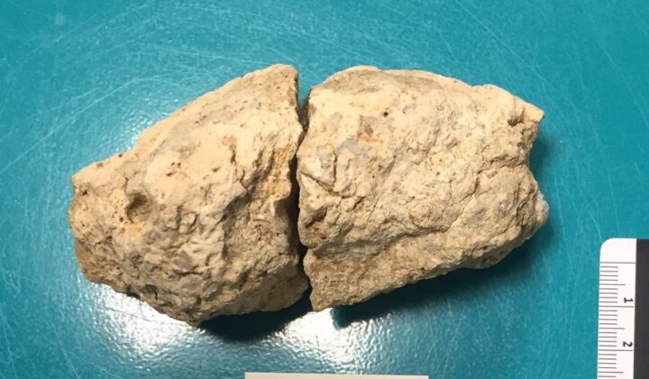 Large herbivore coprolite cf. diprotodontid | VAMP