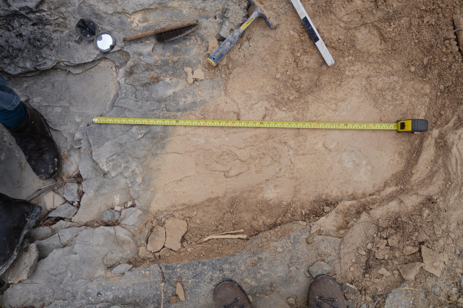 Thylacine trackway from Coffin Bay, South Australia | VAMP