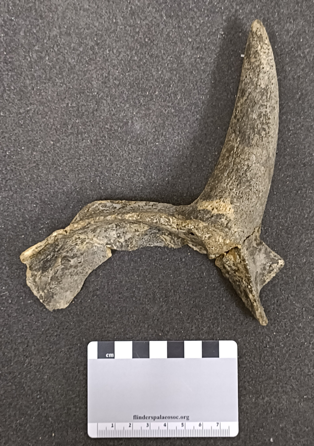 Meiolania brevicollis | VAMP