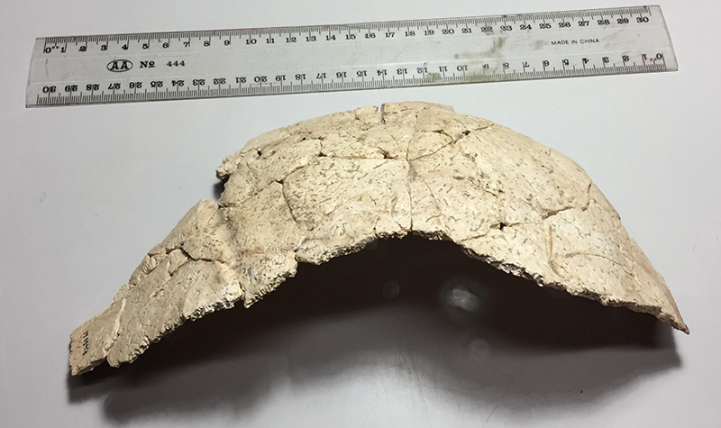 Meiolania brevicollis | VAMP