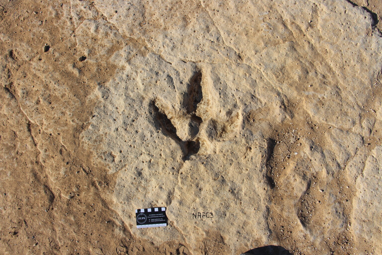 Ichno Dromornithidae indet. 1 | VAMP