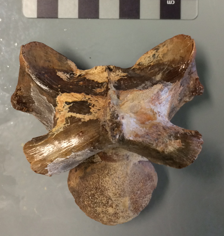 Varanus priscus | VAMP